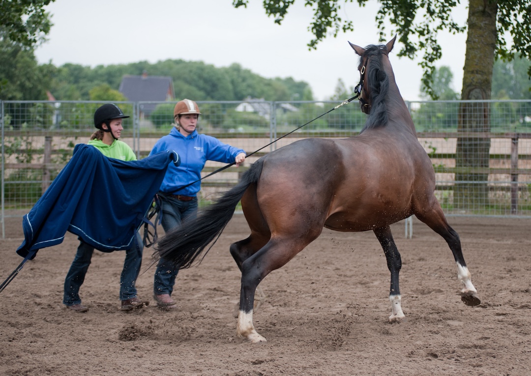 Gratis inspiratie uitdagend gedrag bij paarden - e-quine.com